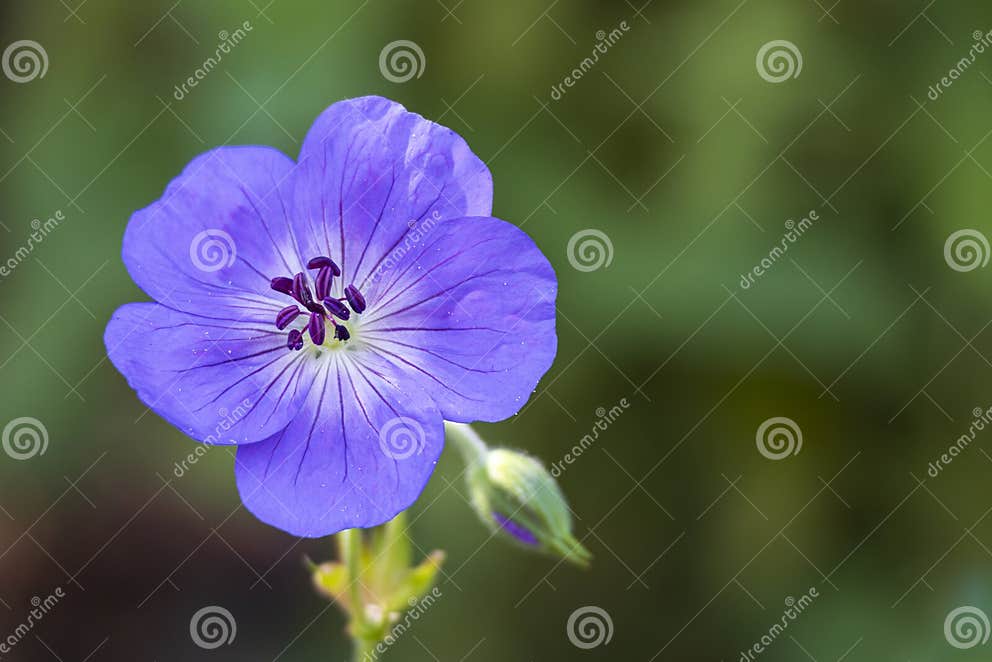 Geranium Rozanne flower stock image. Image of leaf, nature - 331465283