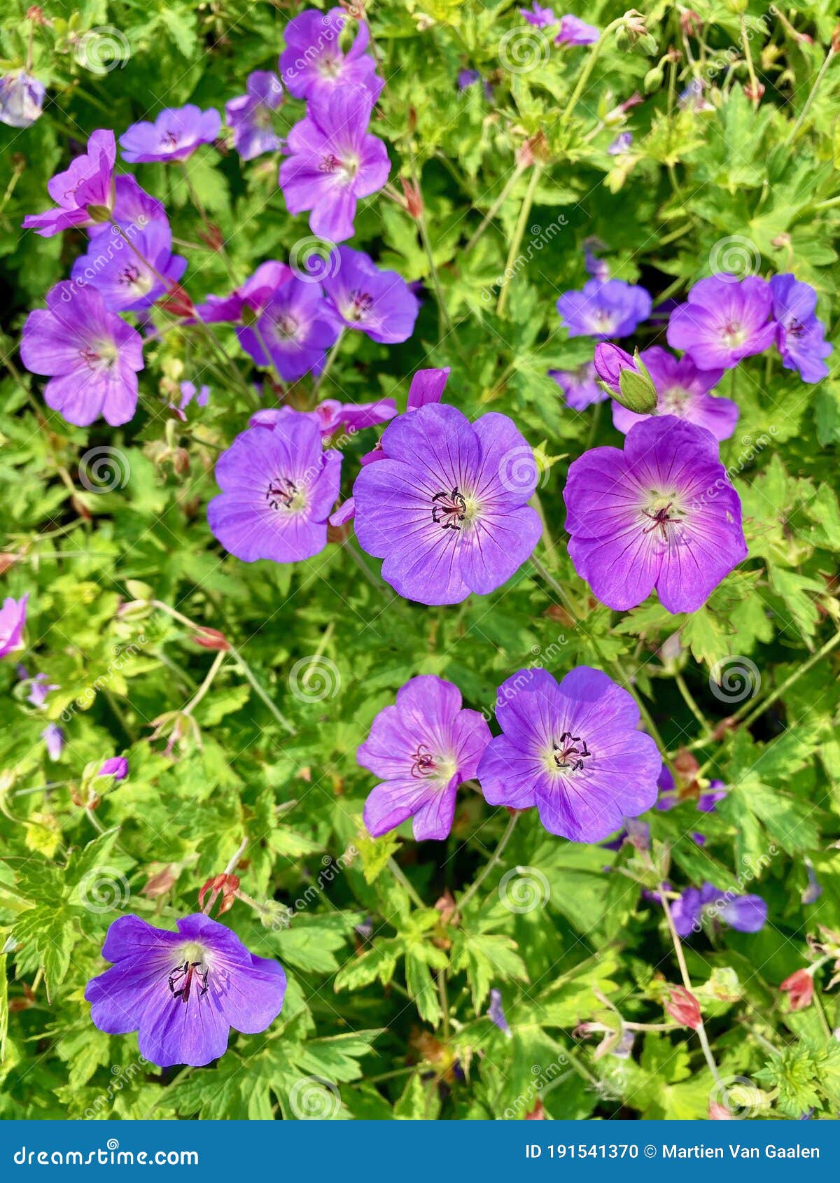 Geranium Rozanne Flowers in Close Up. Stock Photo - Image of flora ...