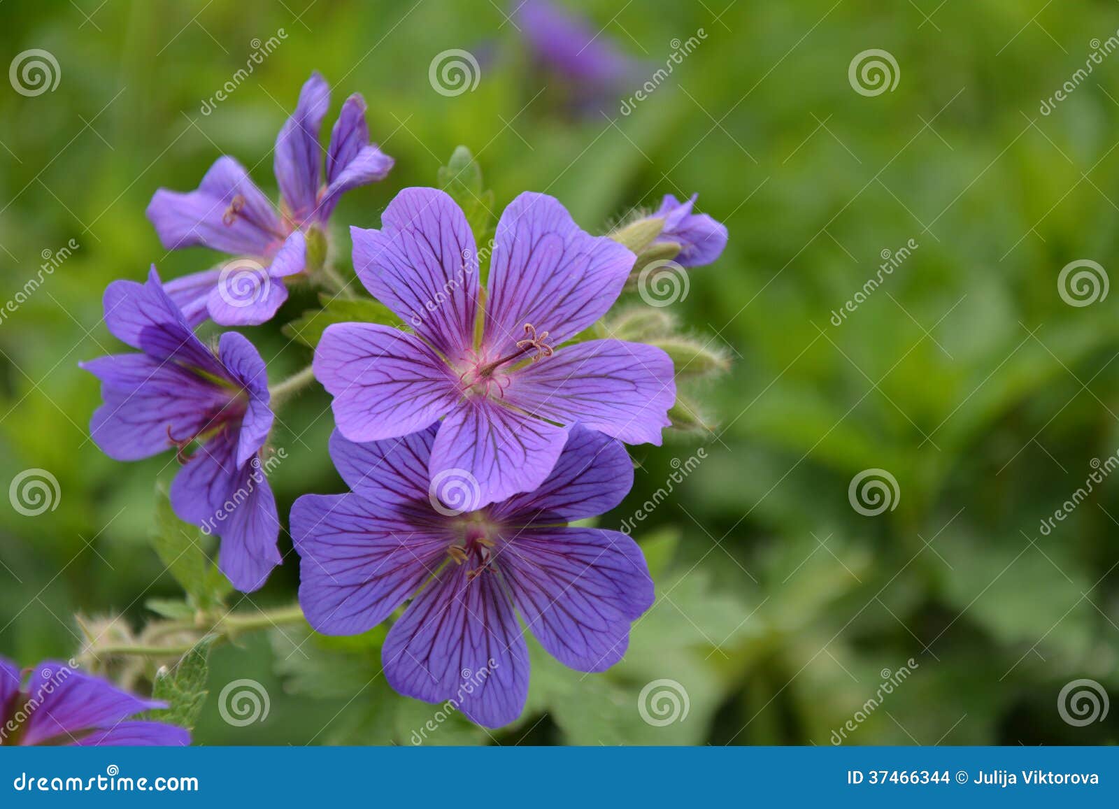 Geranium Rozanne or Jolly Bee Stock Photo - Image of flowers, flower ...