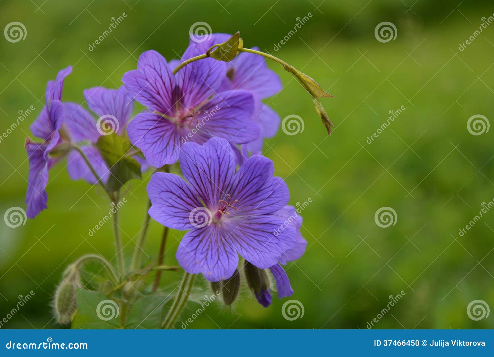 Geranium Rozanne or Jolly Bee Stock Photo - Image of belgium, green ...