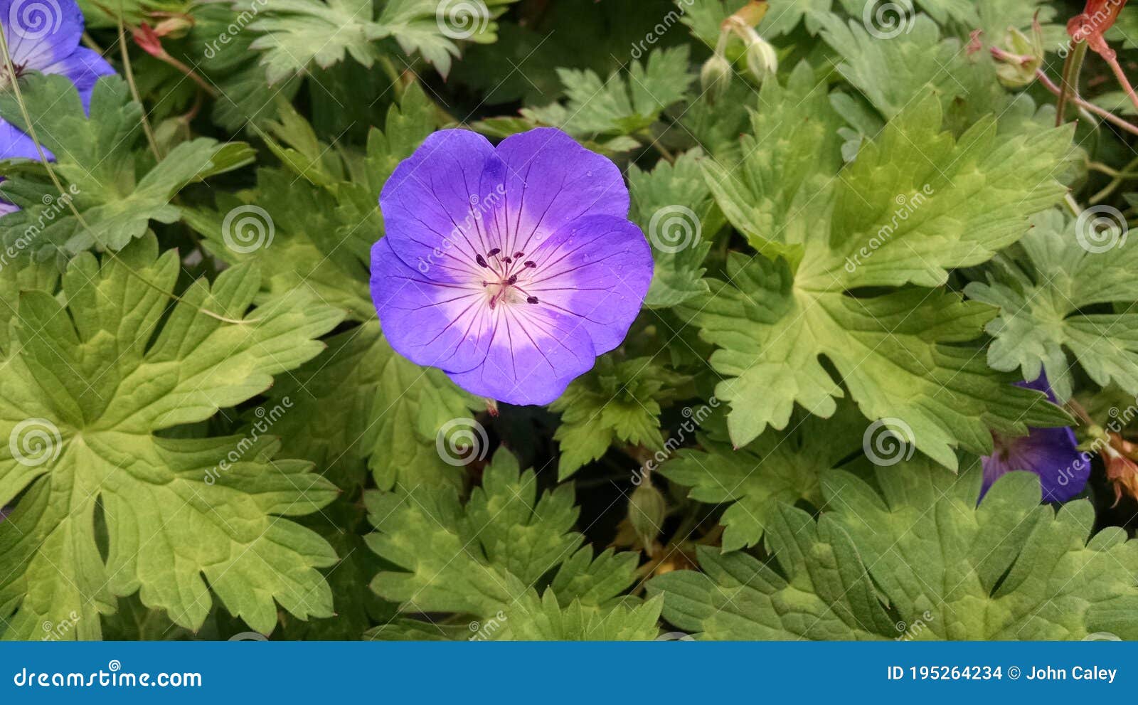 Geranium `Rozanne` stock photo. Image of macro, close - 195264234