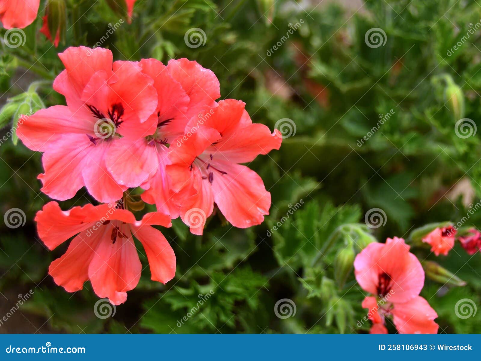 Geranium Salmon Colored Flowers Stock Image - Image of stem, summer ...