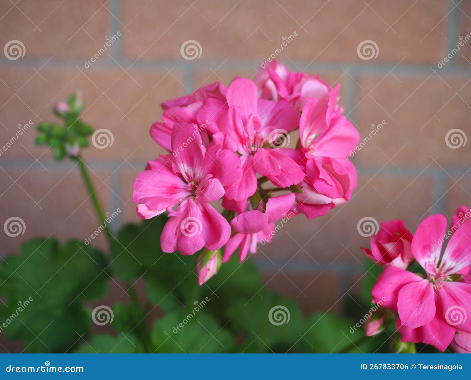 Geranium Scient. Class. Geraniales Pink Flower Stock Photo - Image of ...