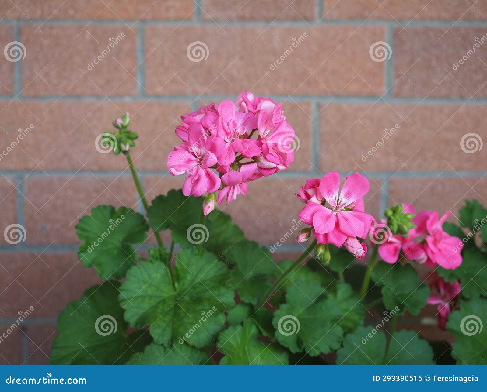 Geranium Scient. Class. Geraniales Pink Flower Stock Image - Image of ...