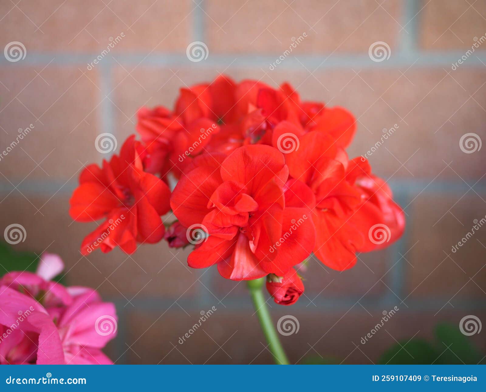 Geranium Scient. Class. Geraniales Red Flower Stock Image - Image of ...