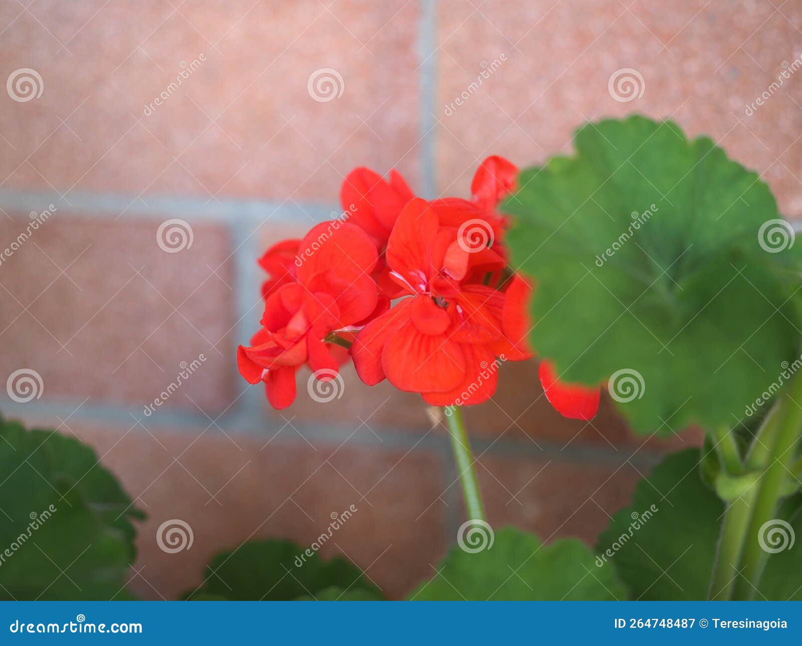 Geranium Scient. Class. Geraniales Red Flower Stock Image - Image of ...