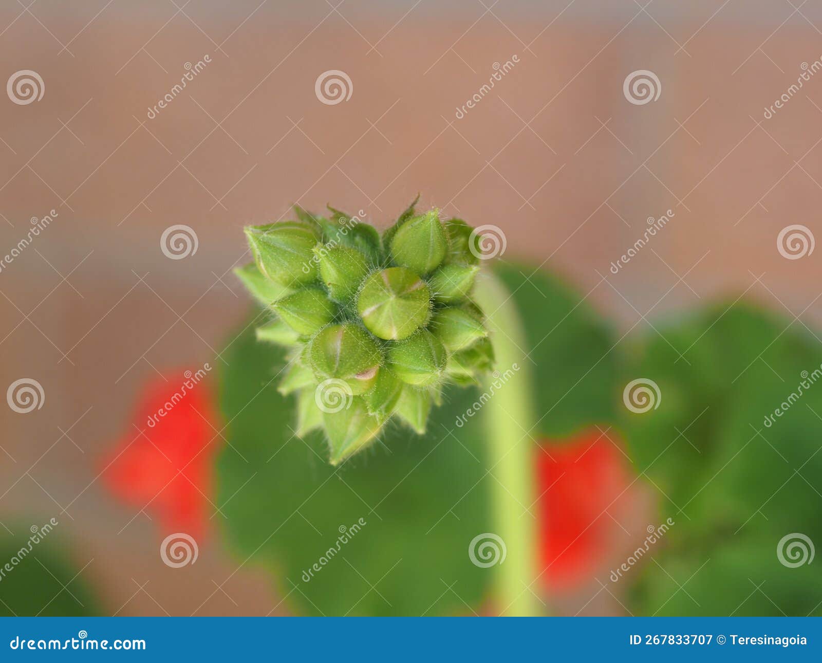 Geranium Scient. Class. Geraniales Red Flower Stock Image - Image of ...