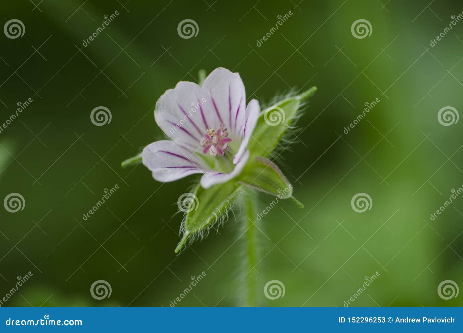 Geranium Sibiricum, Tiny White Wild Flower in the Garden, Macro, Close ...