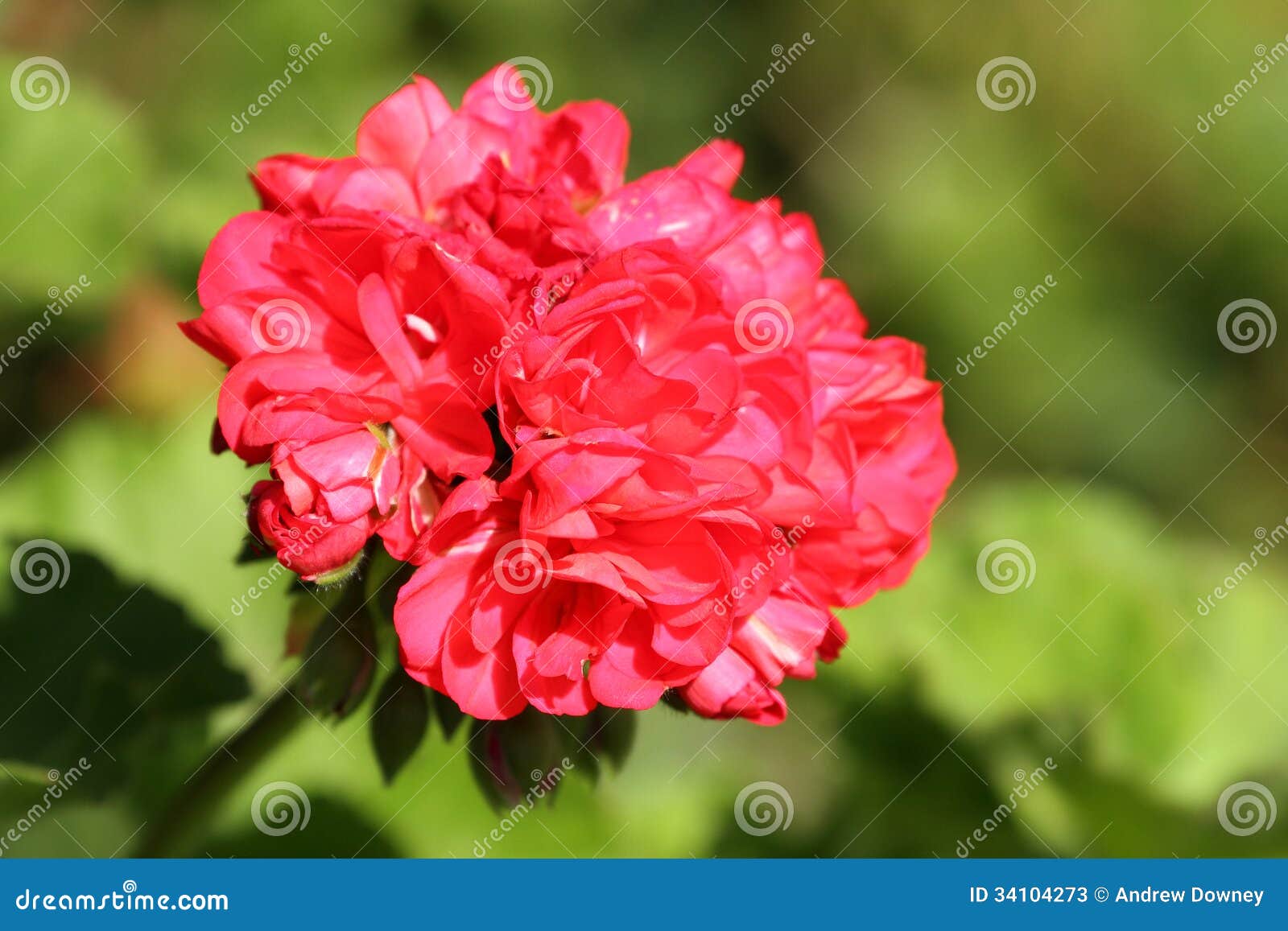 Geranium stock image. Image of flowers, five, pink, shaggy - 34104273