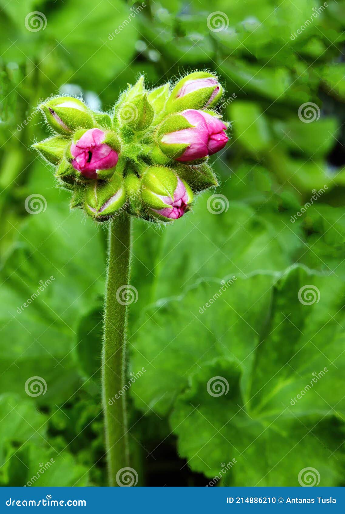 Pink Geranium Buds on a Blurred Background Stock Photo - Image of pink ...