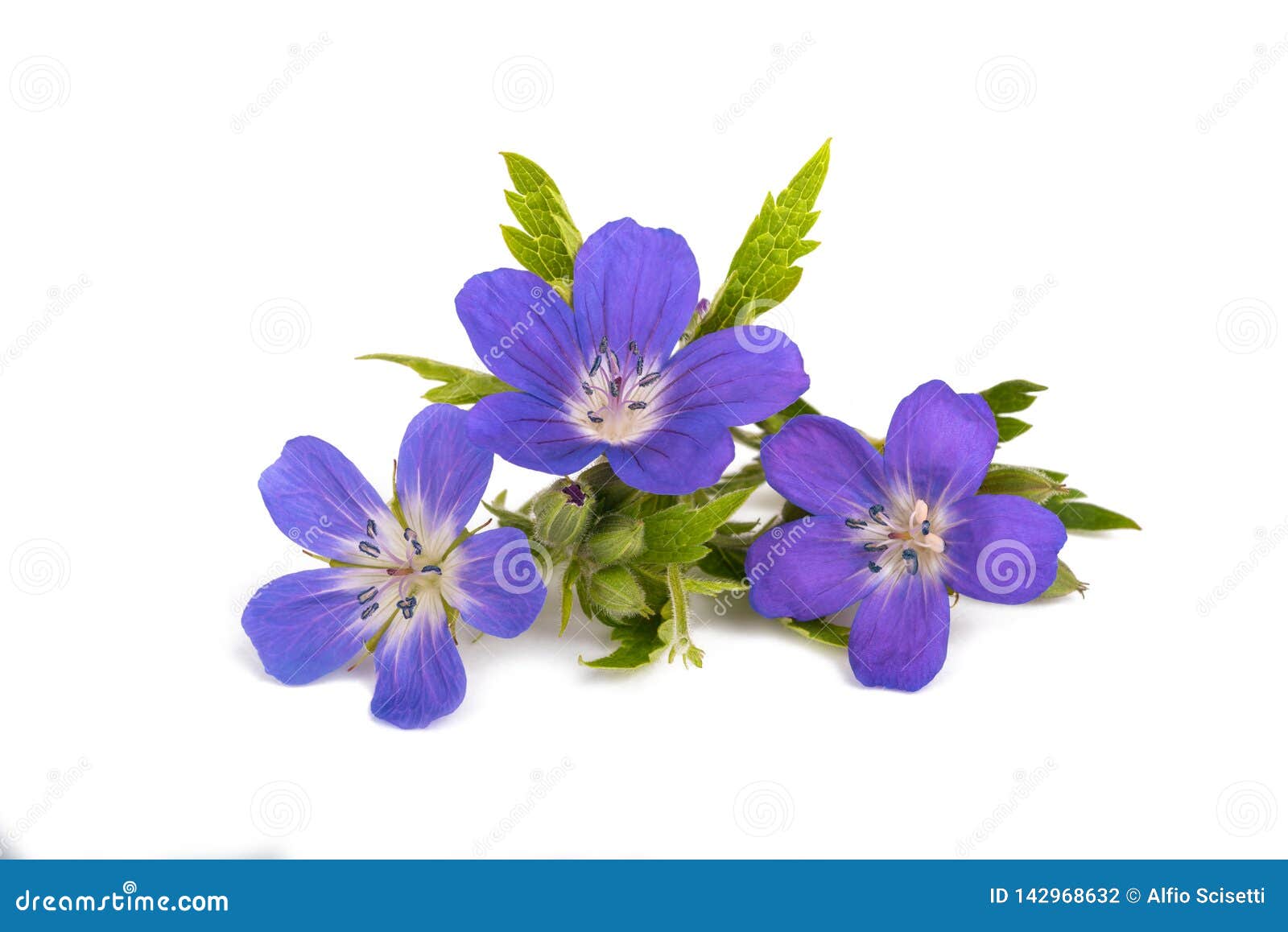 Geranium sylvaticum stock photo. Image of natural, wild - 142968632