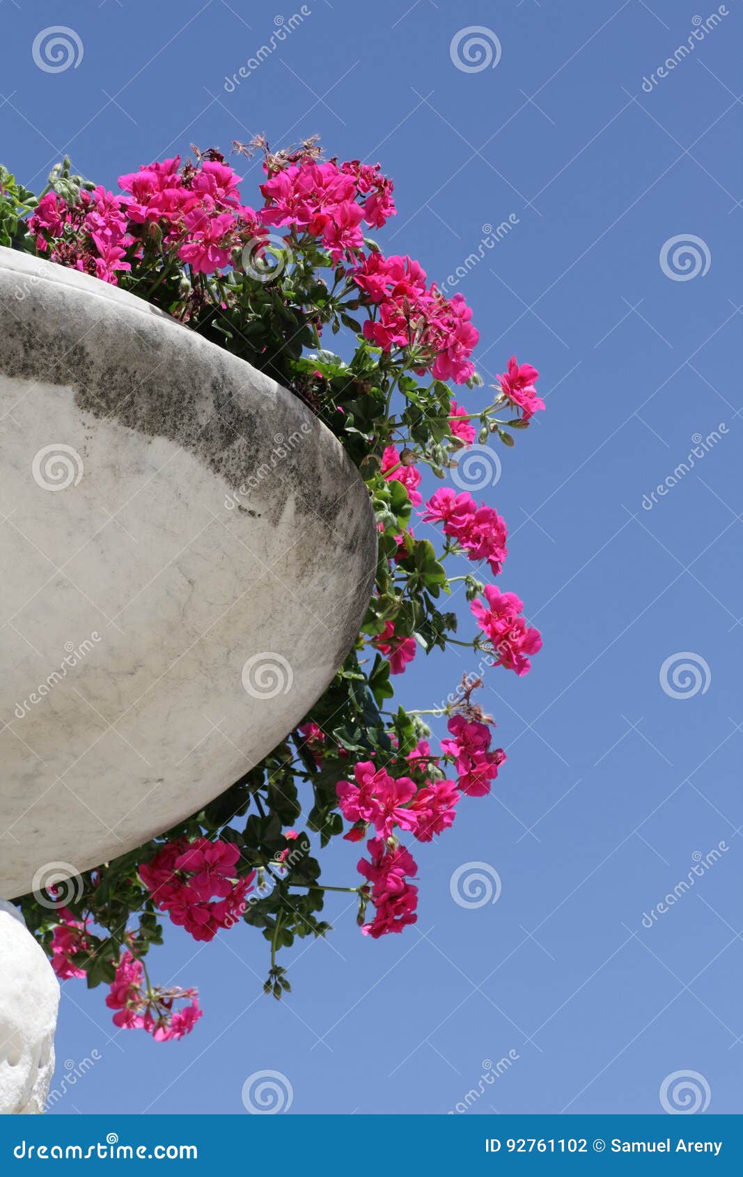 Geranium vase in a garden stock photo. Image of botanic - 92761102
