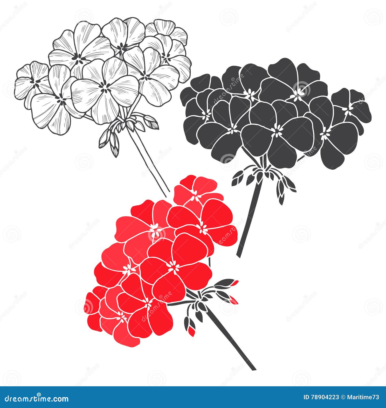 Geranium. Vector Floral Set on a White Background. Botanical Ill Stock ...