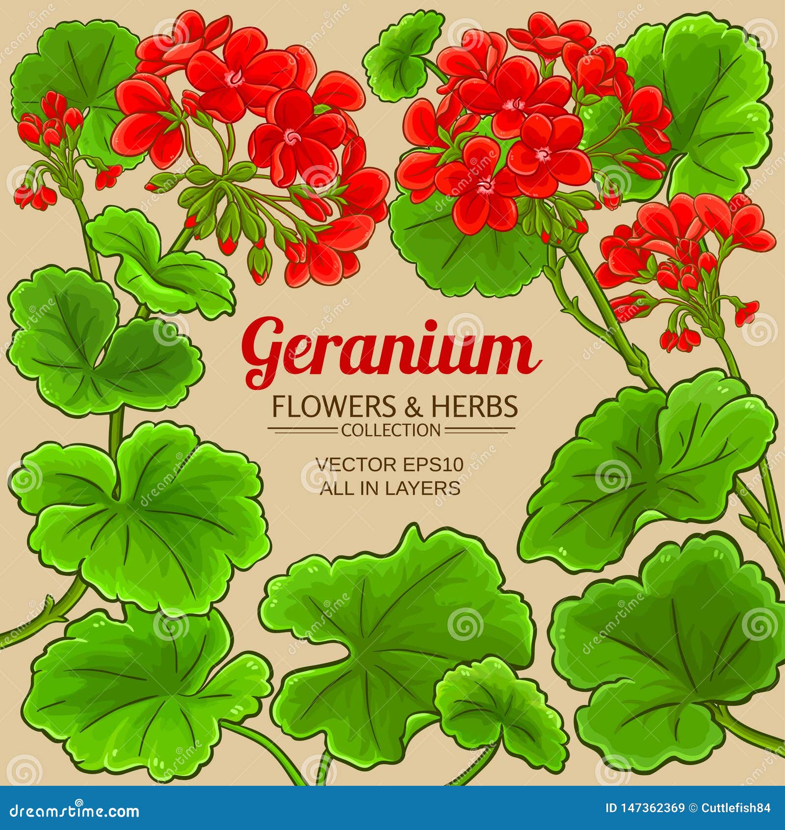 Geranium. Vector Floral Set On A White Background. Botanical Ill ...