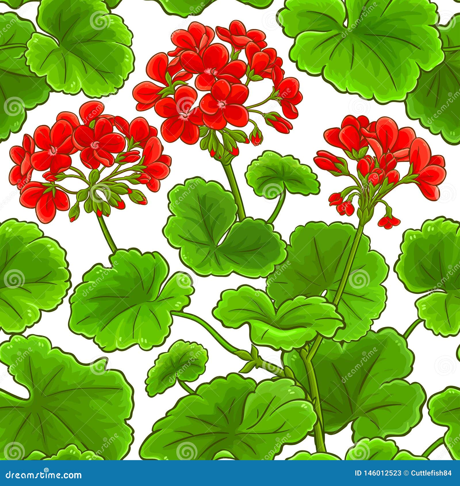 Geranium. Vector Floral Set On A White Background. Botanical Ill ...