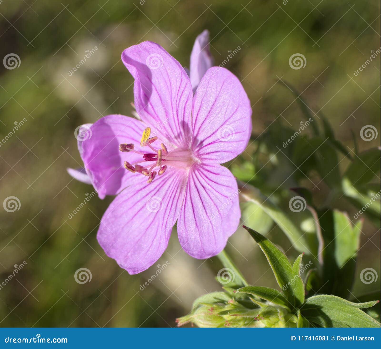 Geranium viscosissimum stock image. Image of nature - 117416081