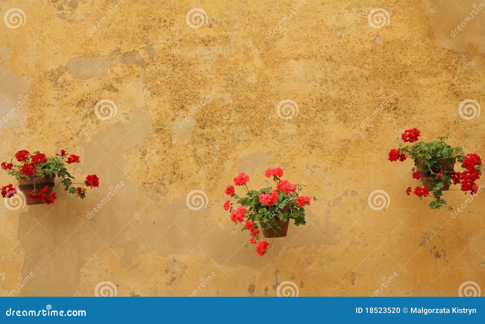Geranium on wall stock photo. Image of decoration, pelargonium - 18523520