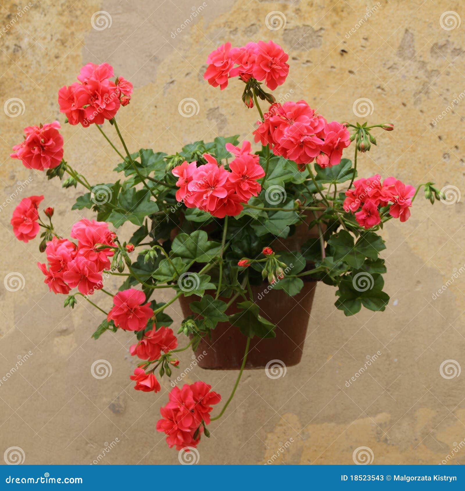 Geranium on wall stock image. Image of picturesque, detail - 18523543