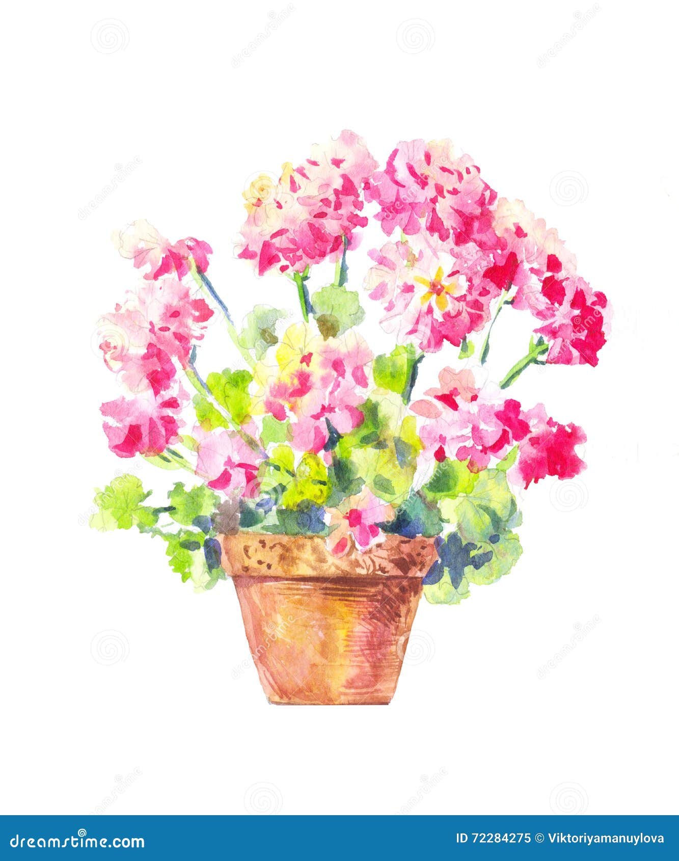 Geranium Watercolor Painting With White Alba Flowers Royalty-Free Stock ...