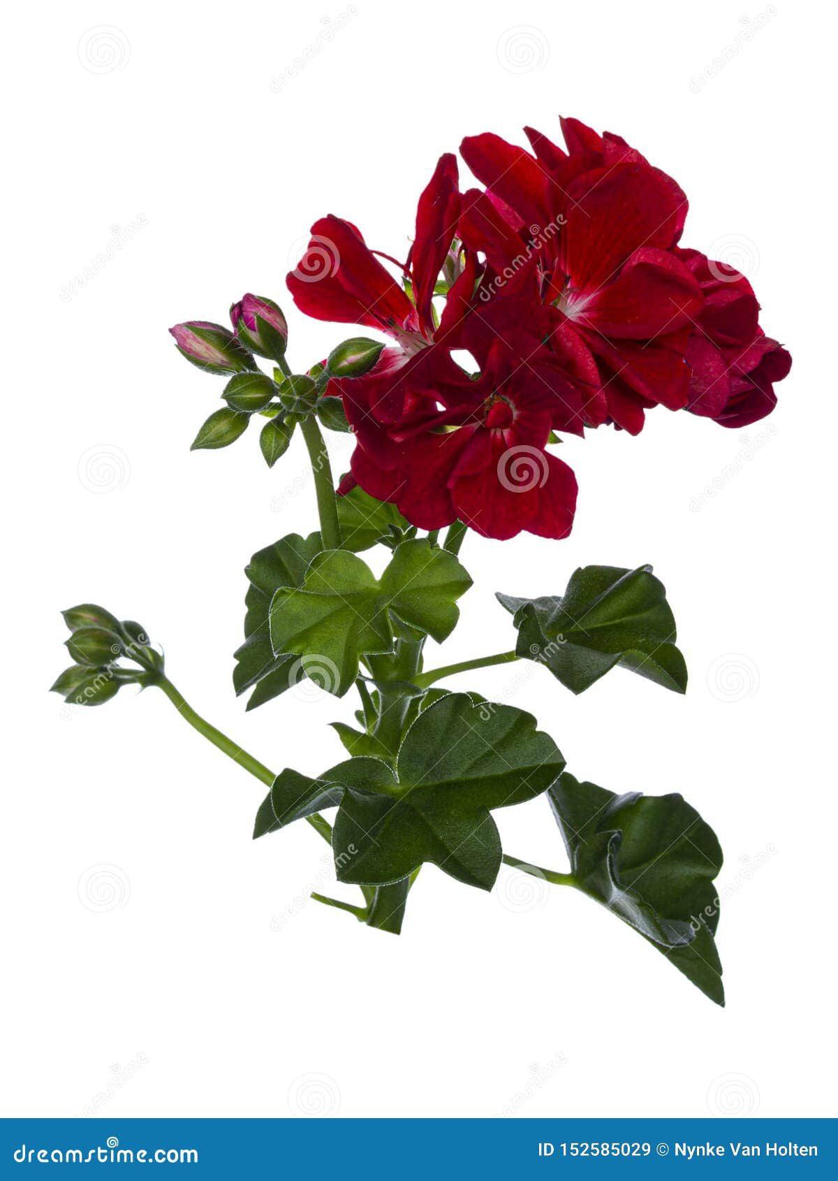 Geranium on White Background Stock Image - Image of plant, flower ...