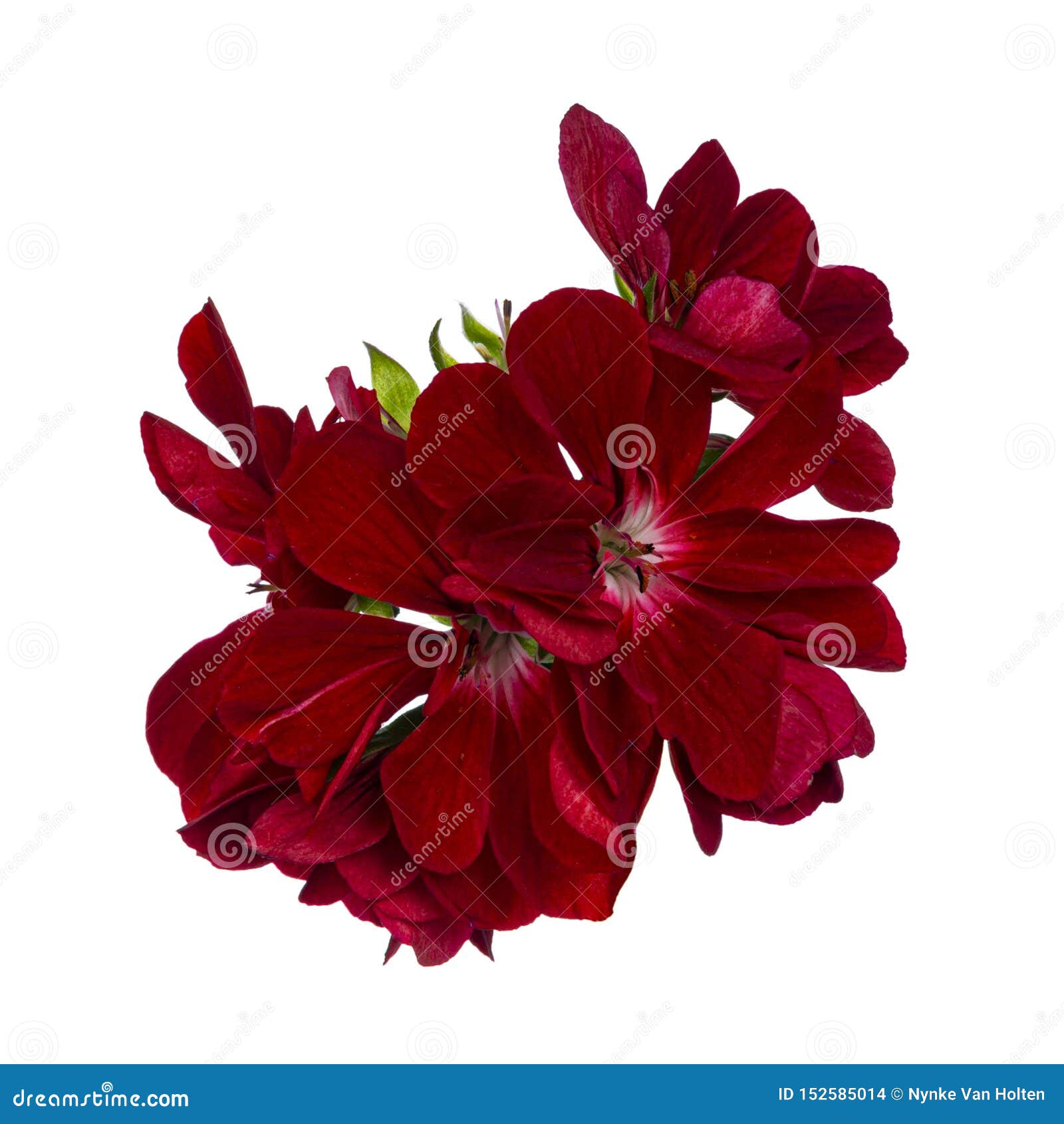Geranium on White Background Stock Photo - Image of geranium, blossom ...