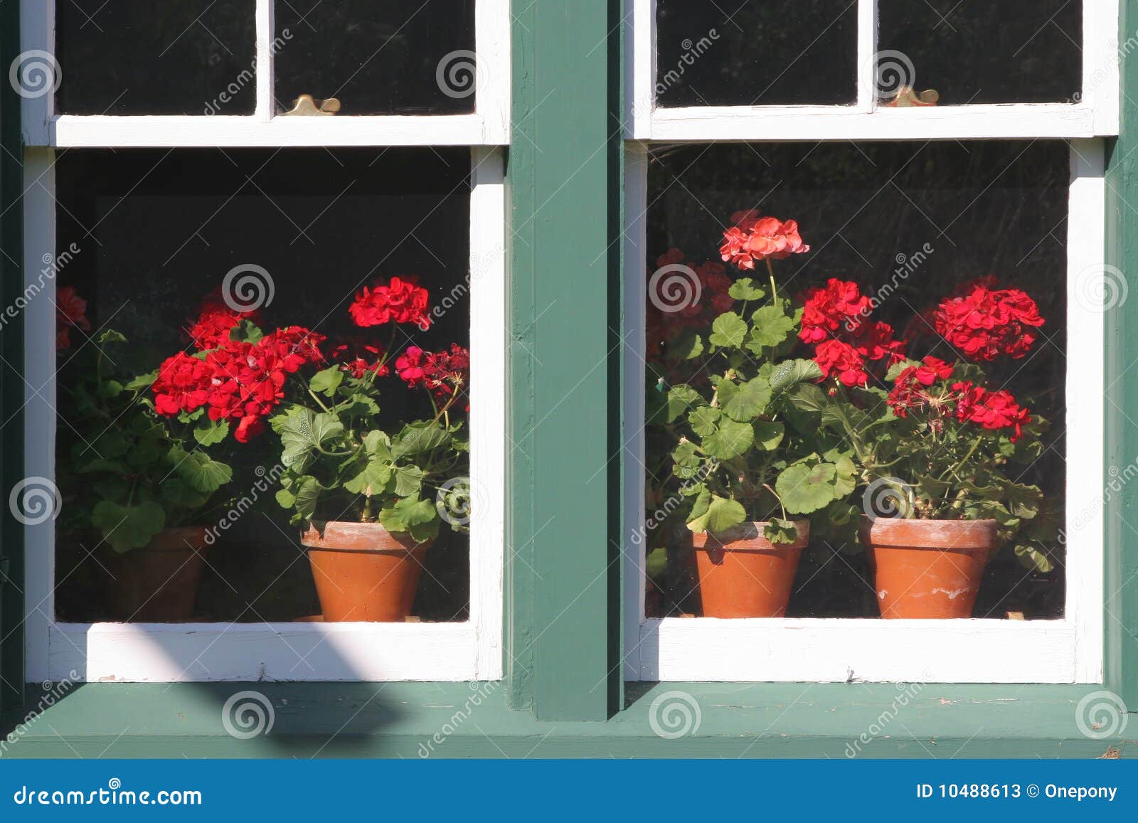 Geranium Window stock image. Image of green, bloom, beauty - 10488613