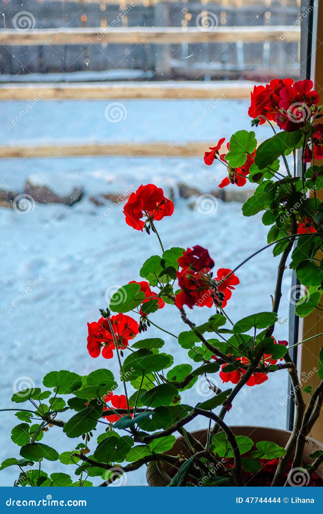 Geranium on the window stock photo. Image of flower, color - 47744444