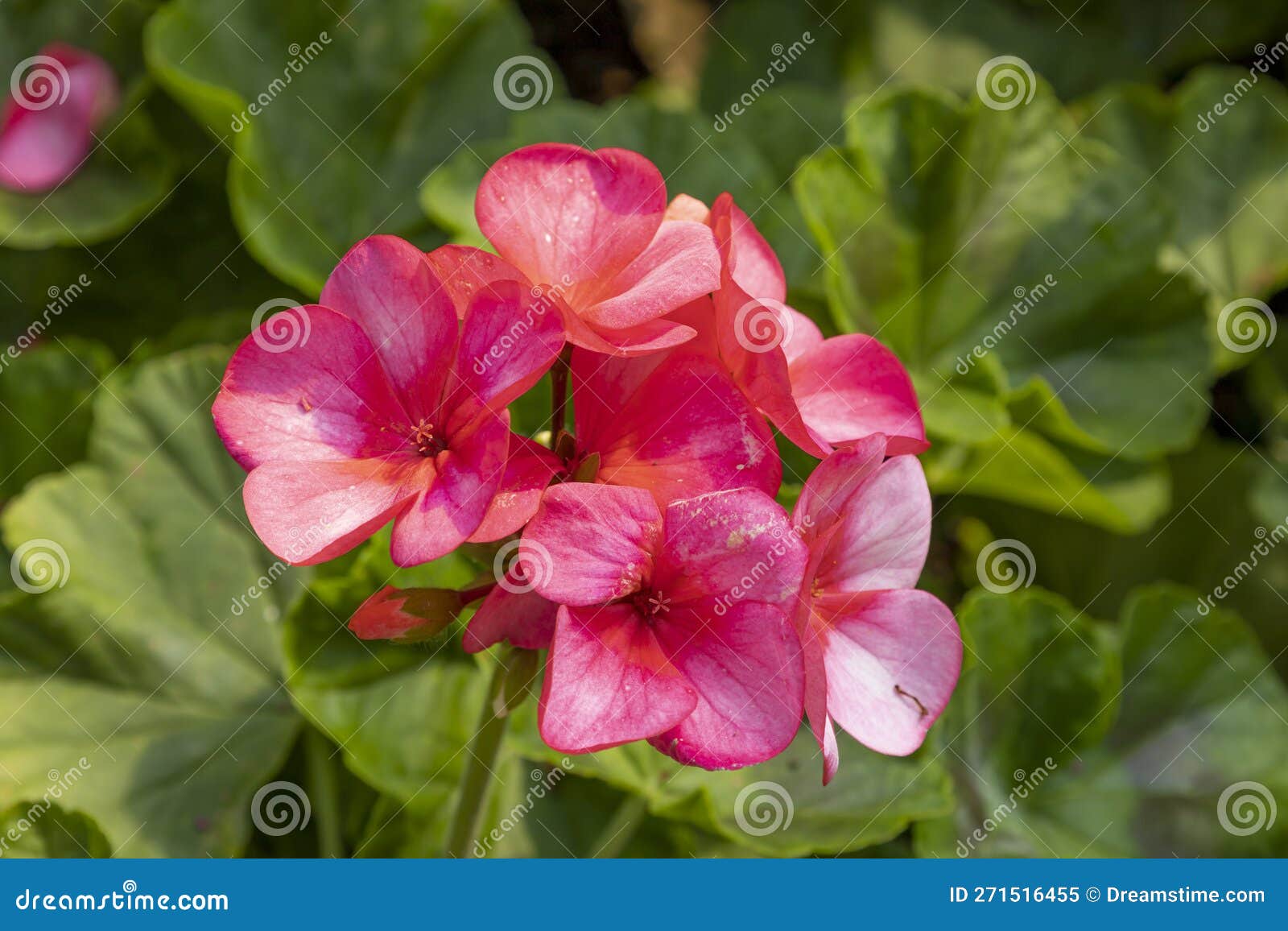 Geranium Zonal, Pelargonium Hortorum with Pink Flowers Stock Image ...