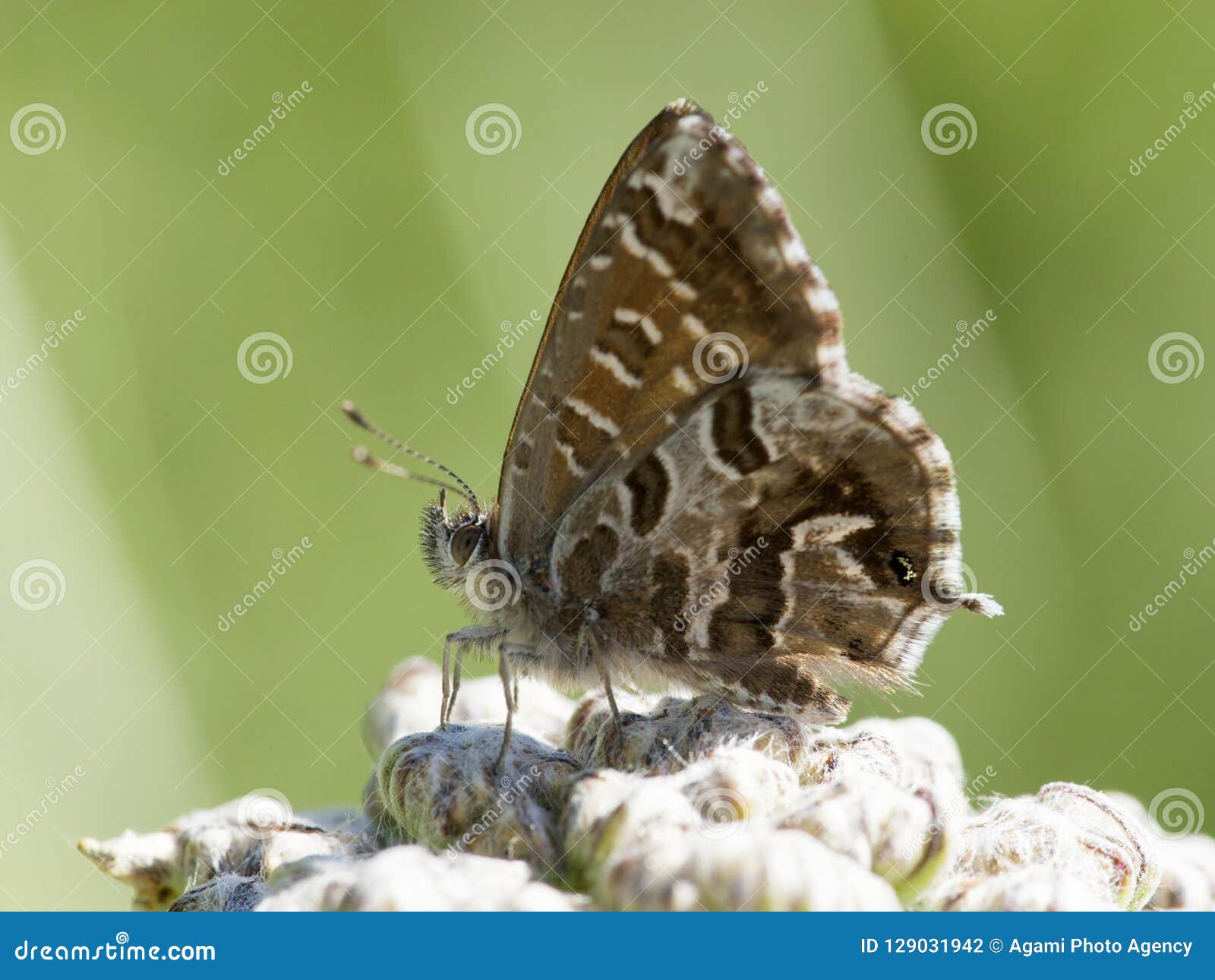 Cacyreus Marshalli Butterfly Aka Geranium Bronze. Its Caterpillars ...