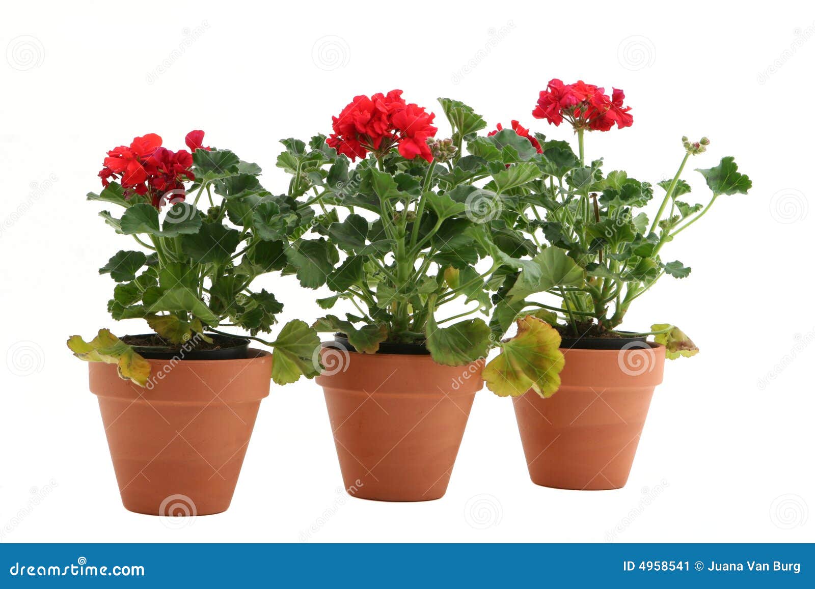 Geraniums stock image. Image of flower, leaves, bloom - 4958541