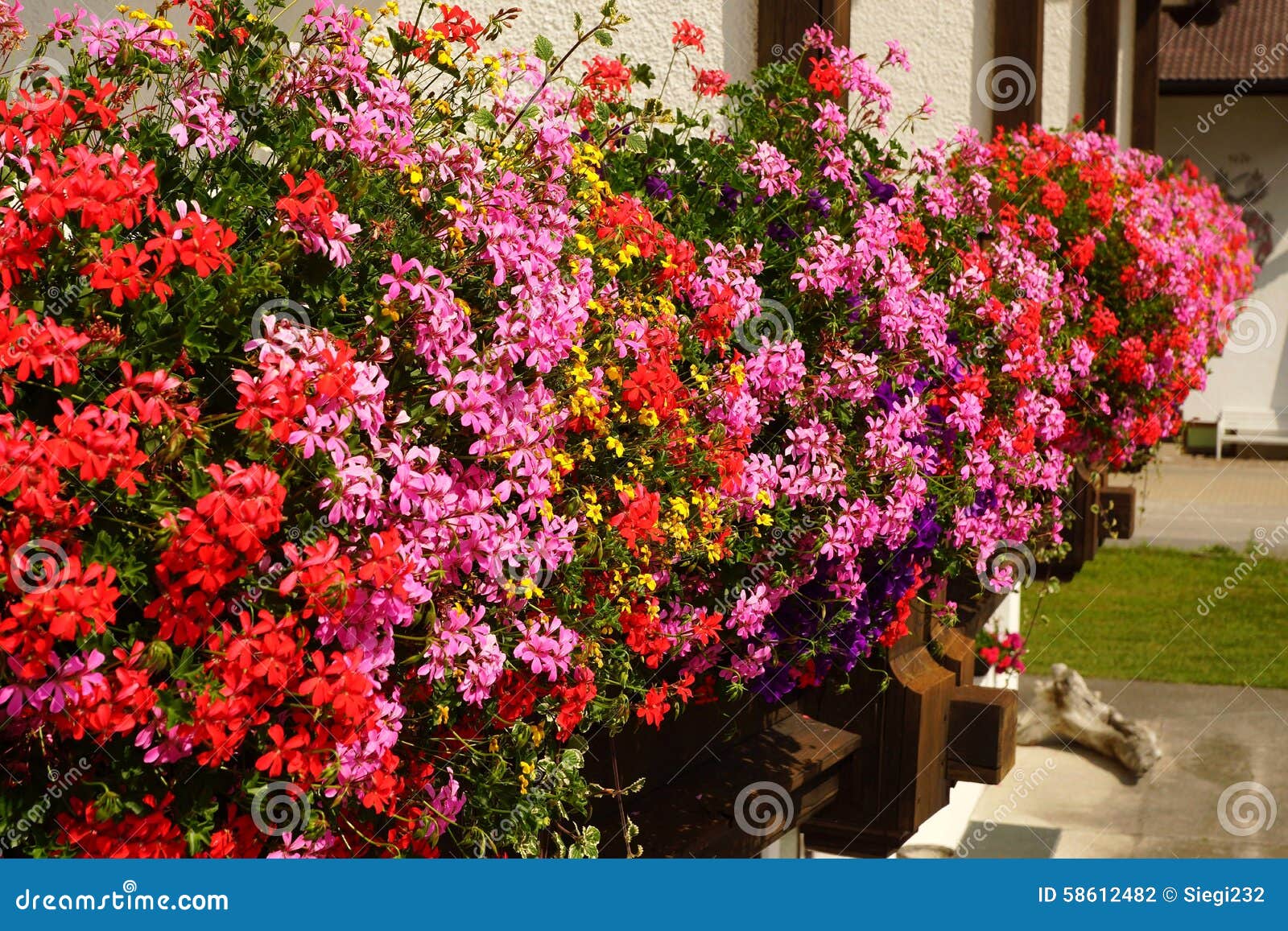 Geraniums stock photo. Image of balconies, beautiful - 58612482