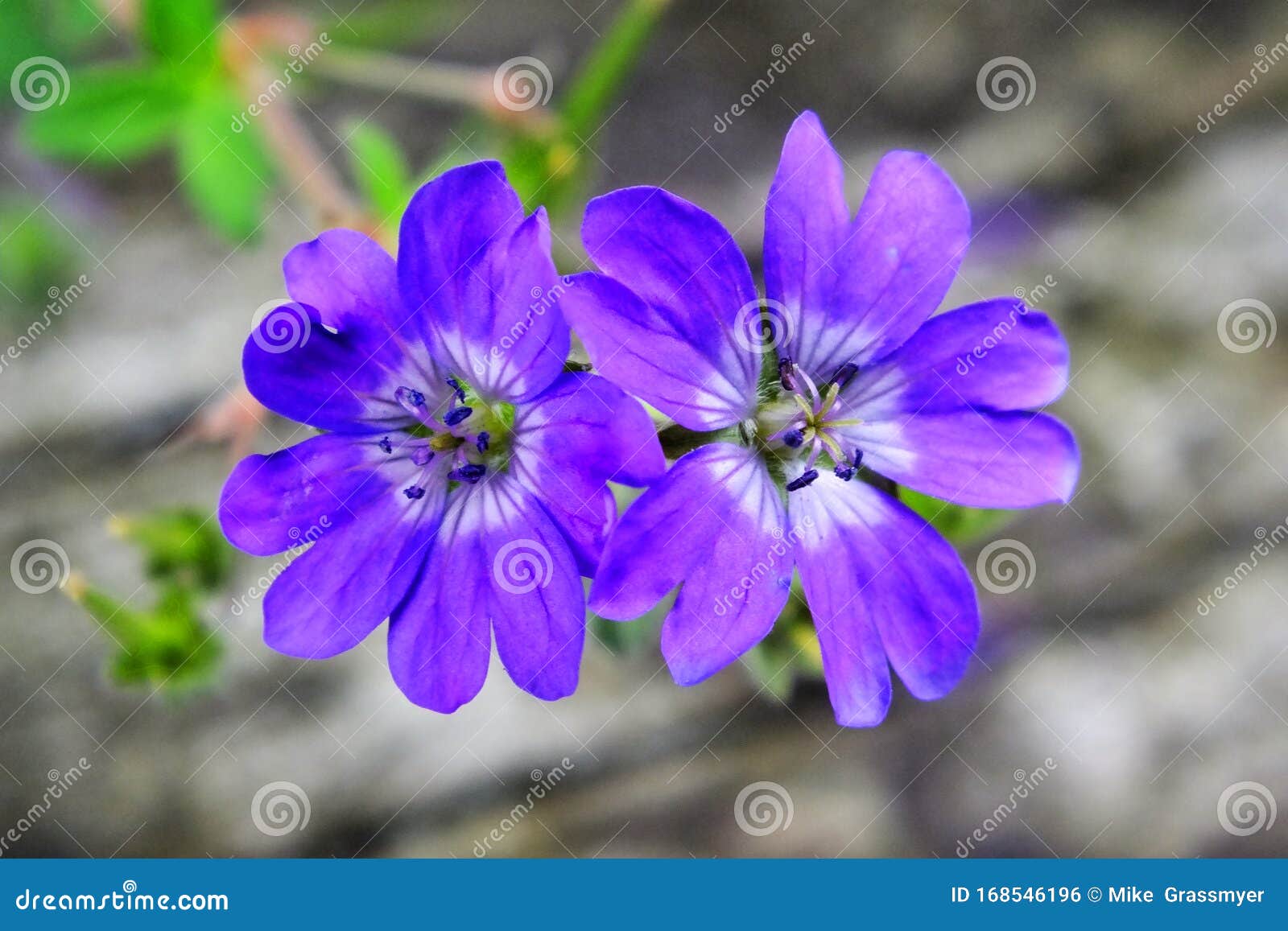 Geraniums in Bloom stock photo. Image of color, leaves - 168546196
