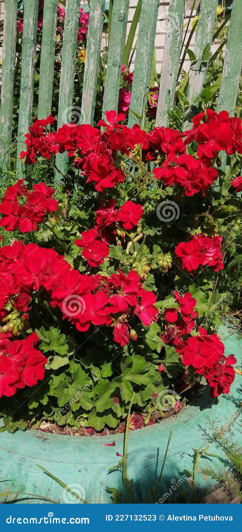 Geraniums in a Flower Bed stock image. Image of petal - 227132523