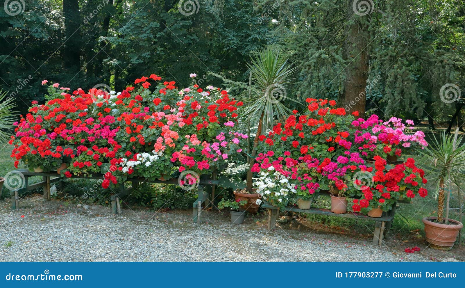 Geraniums of Different Colors in the Garden of a Park Stock Image ...