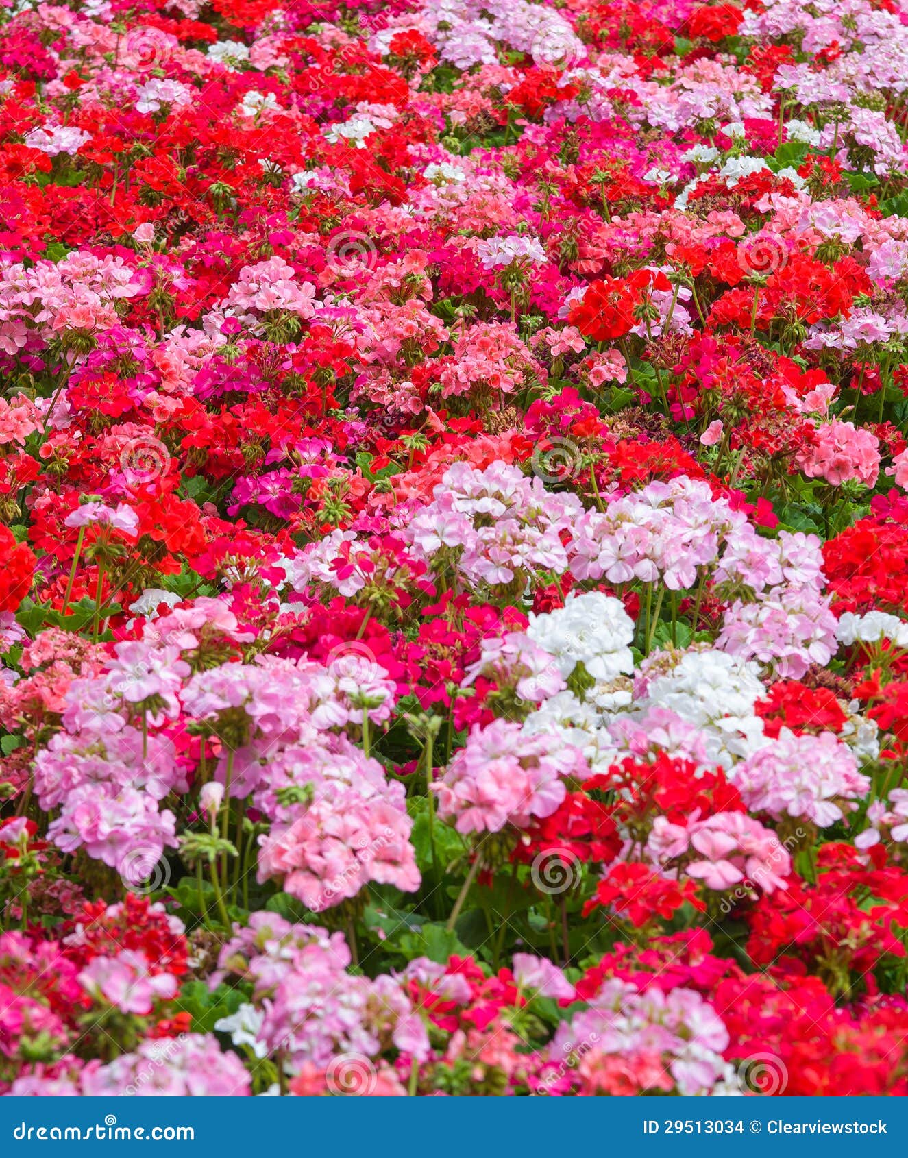 Geraniums Floral Background Stock Photo - Image of flowerbed, flower ...