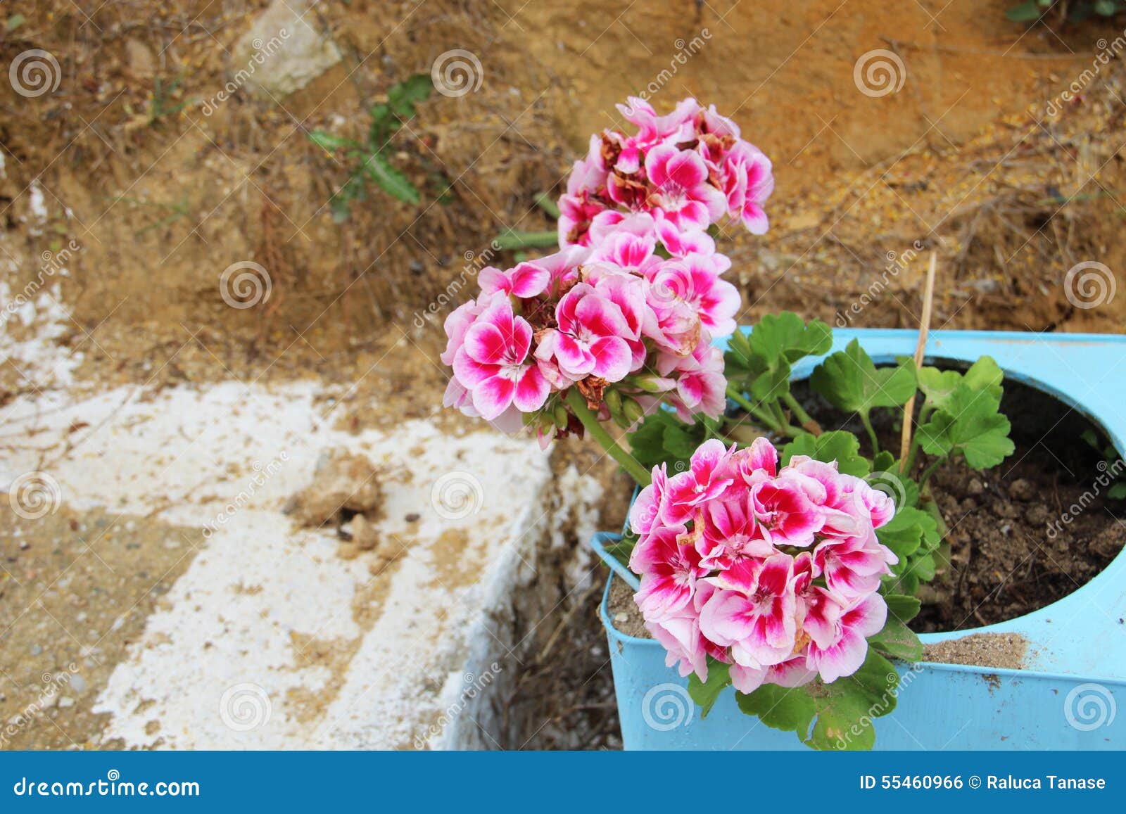 Geraniums flowing stock photo. Image of blue, greece - 55460966