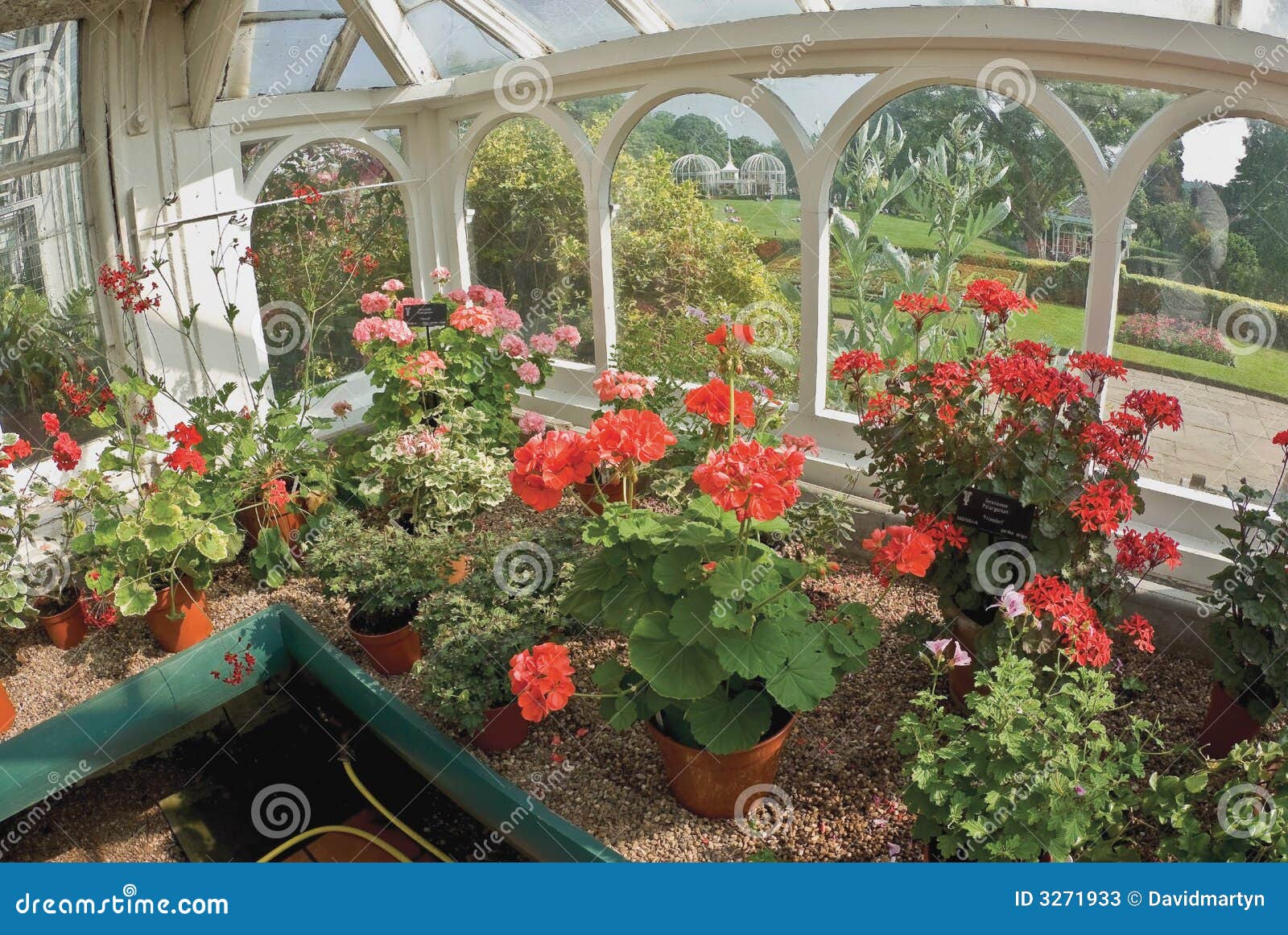 Geraniums in greenhouse stock image. Image of interior - 3271933