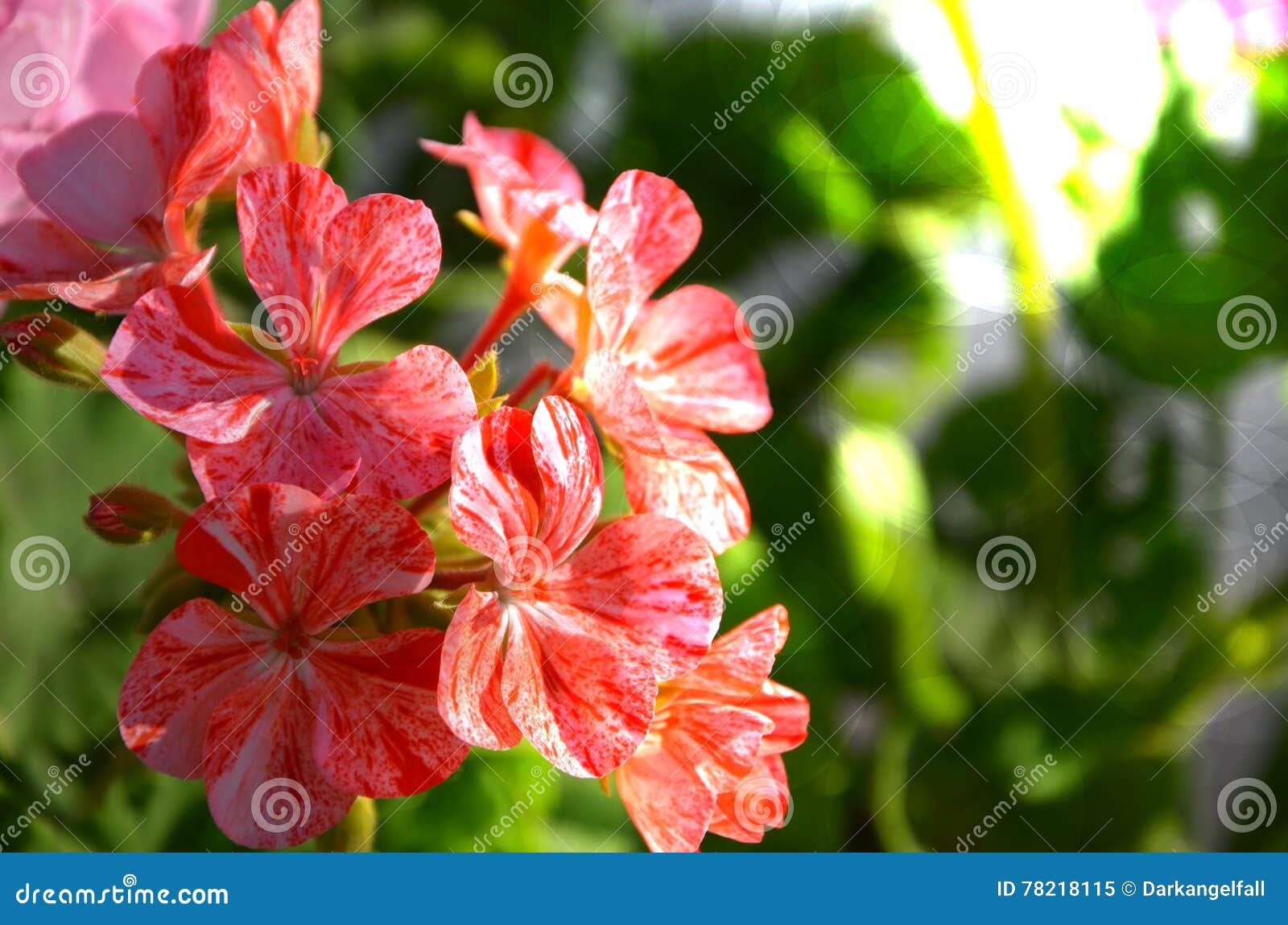 Geraniums in a Pot on the Balcony Stock Image - Image of close, light ...