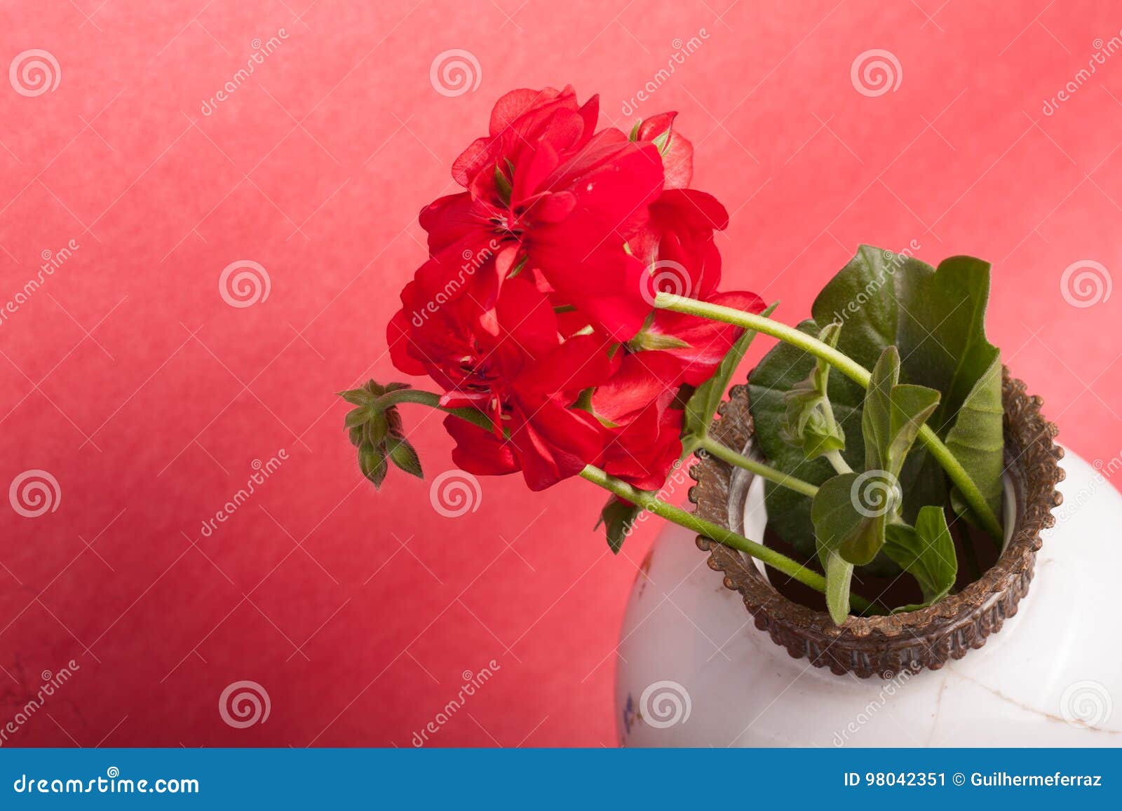 Geraniums stock image. Image of vase, geraniums, natural - 98042351