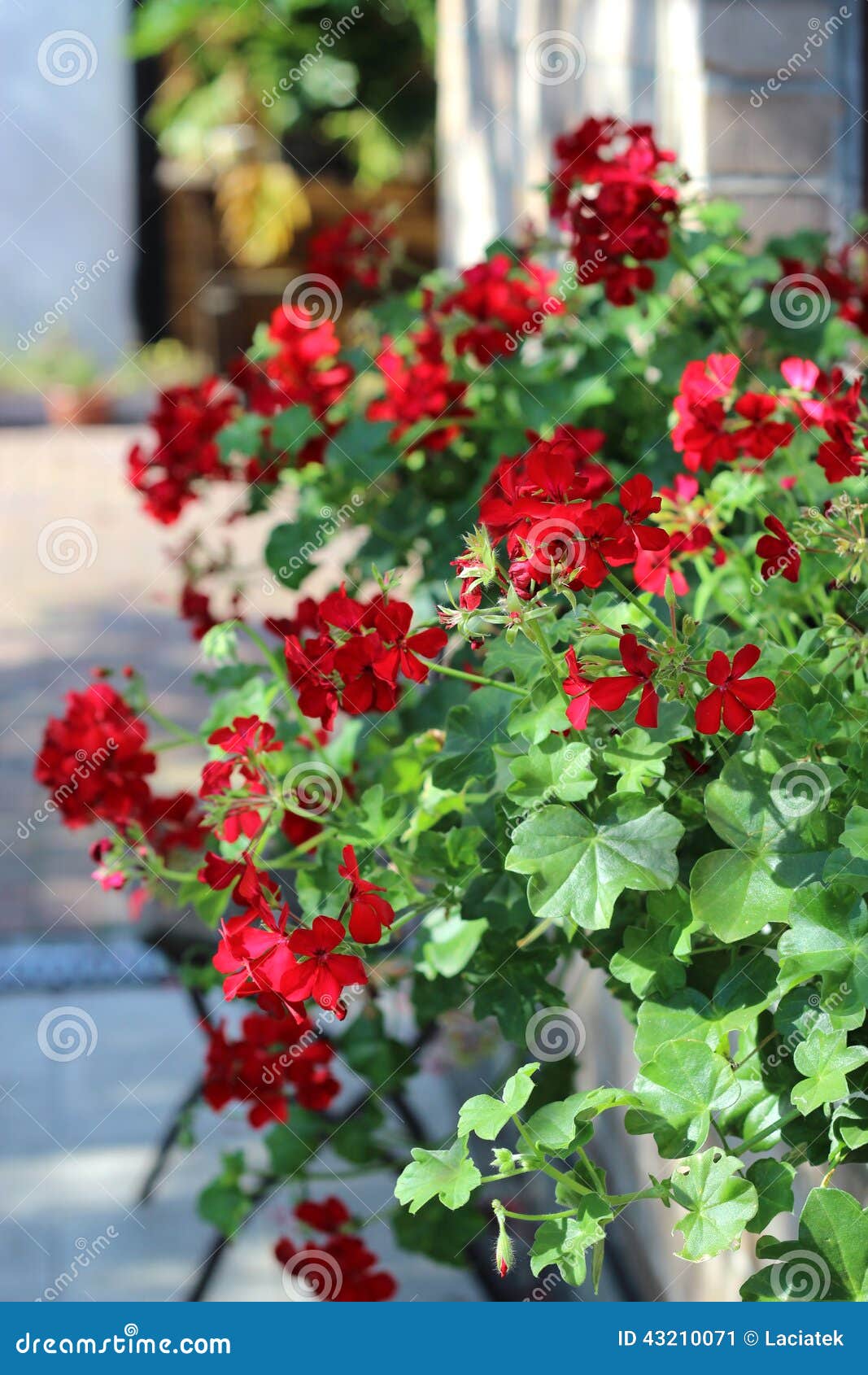 Geraniums stock image. Image of rambling, flower, pots - 43210071