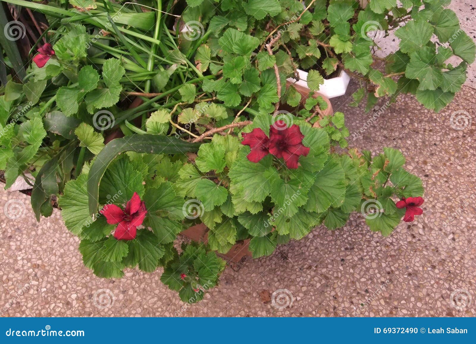 Geraniums in spring stock photo. Image of nature, porch - 69372490