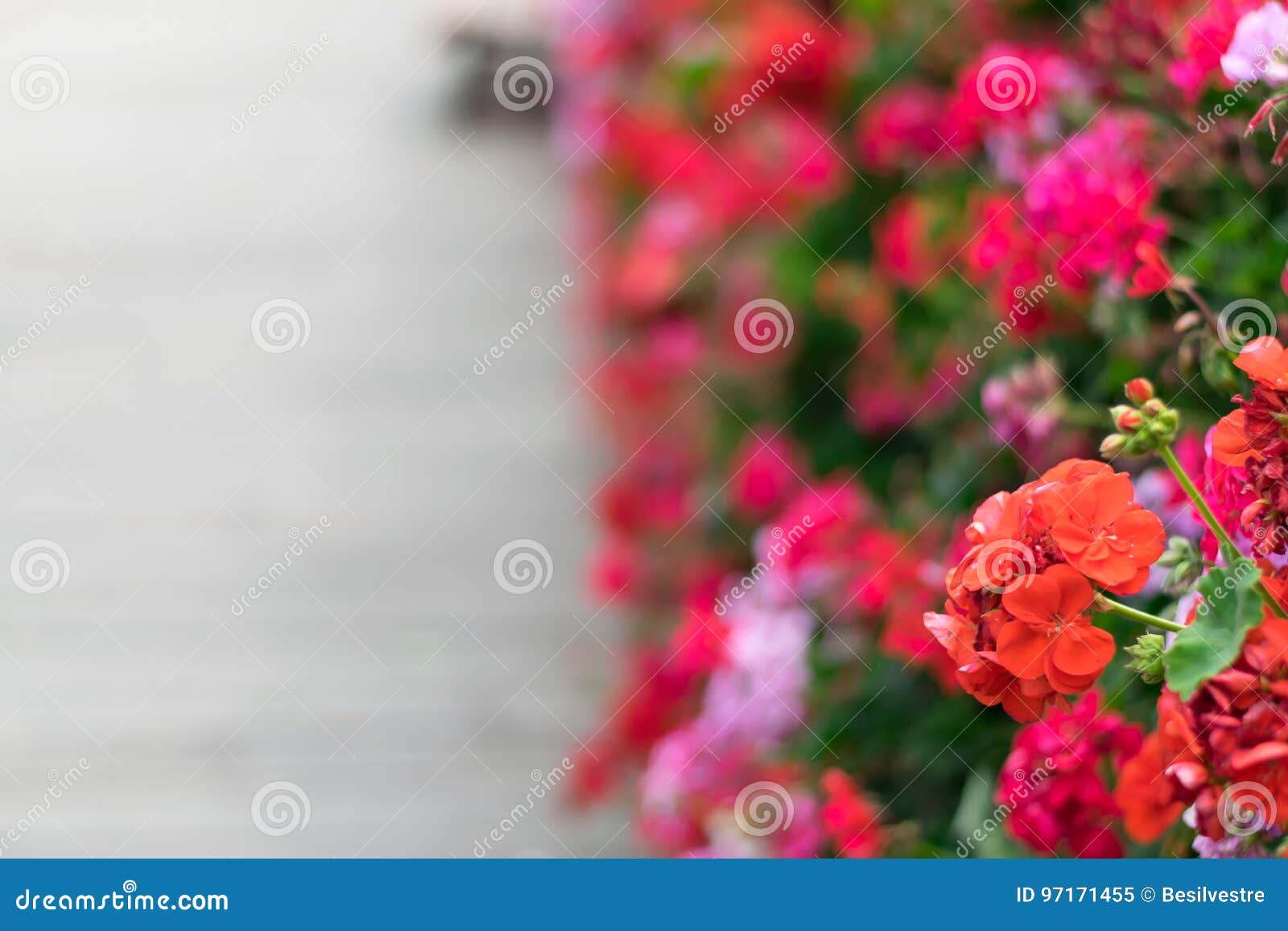 Geraniums in the street. stock image. Image of botany - 97171455