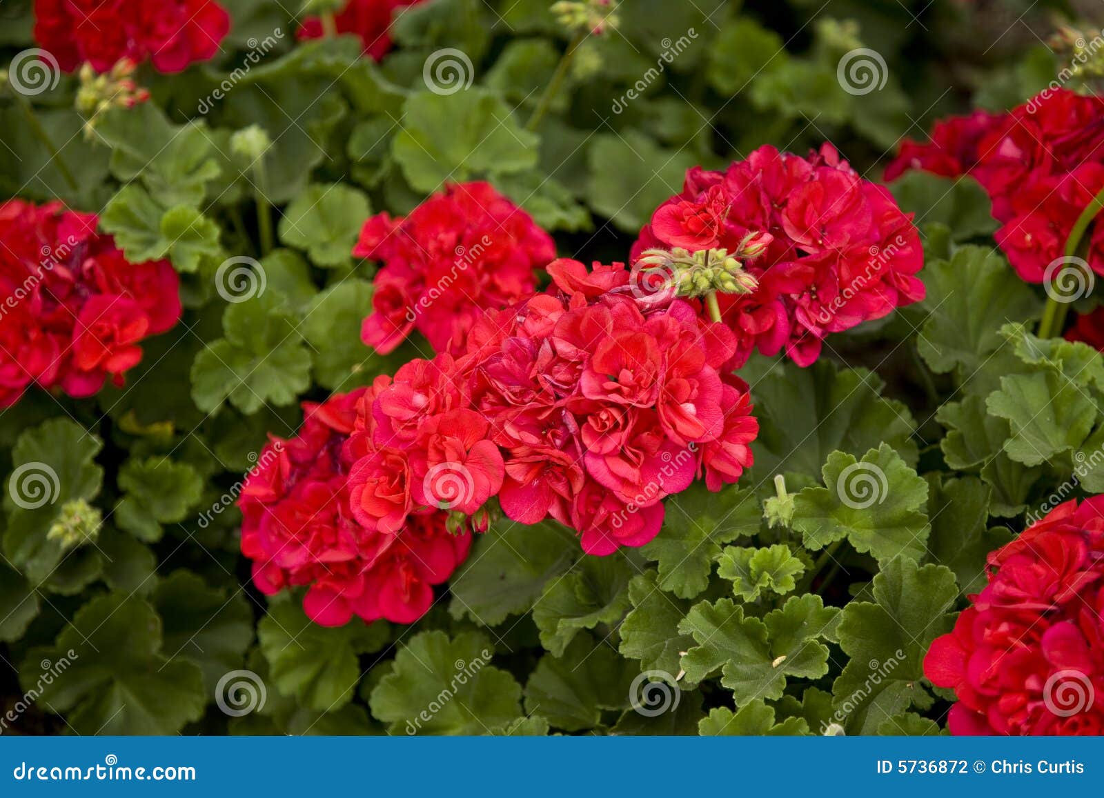 Geraniums Useful for Background Stock Photo - Image of flora, colorful ...