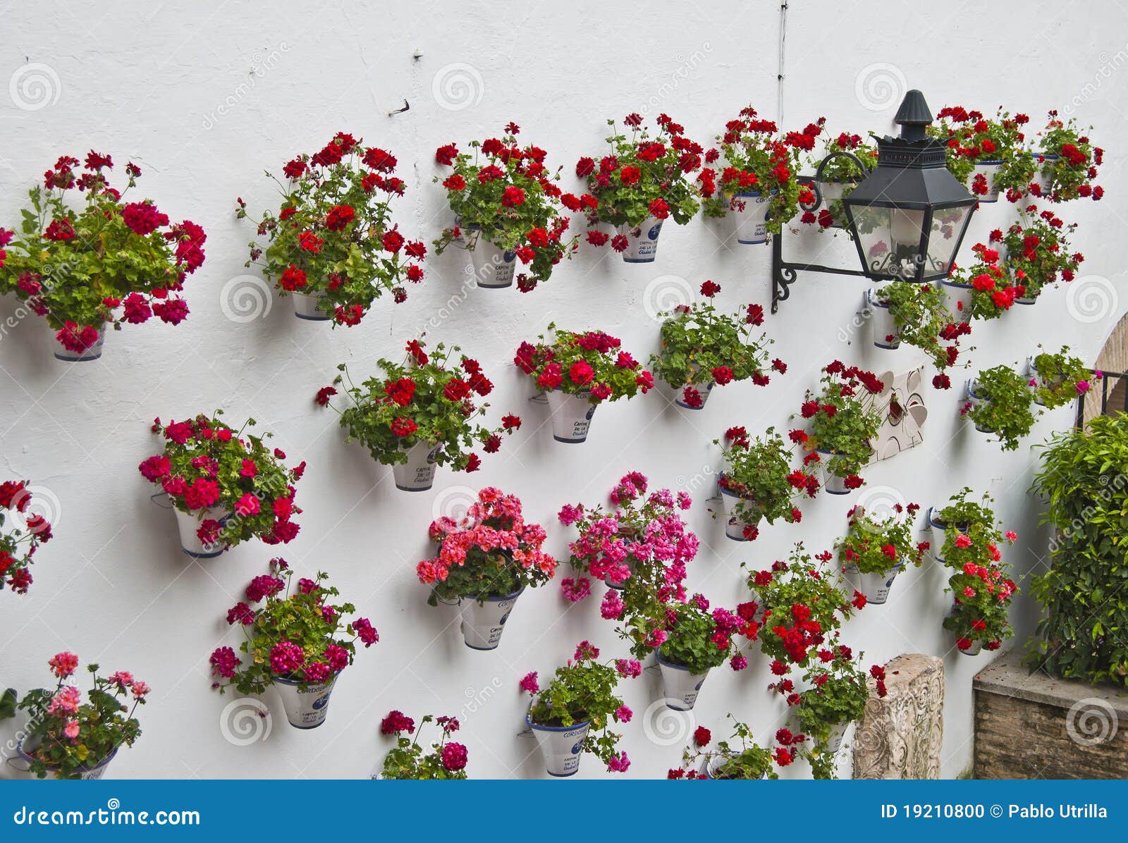 Geraniums on the wall stock photo. Image of patio, flourish - 19210800