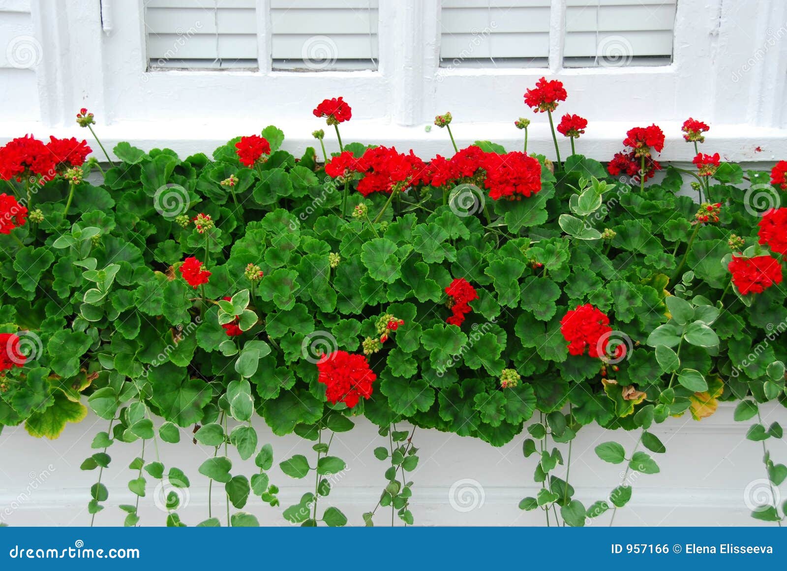 Geraniums on window stock photo. Image of nature, botanical - 957166