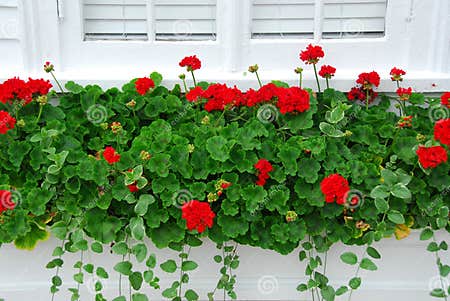 Geraniums on window stock photo. Image of nature, botanical - 957166