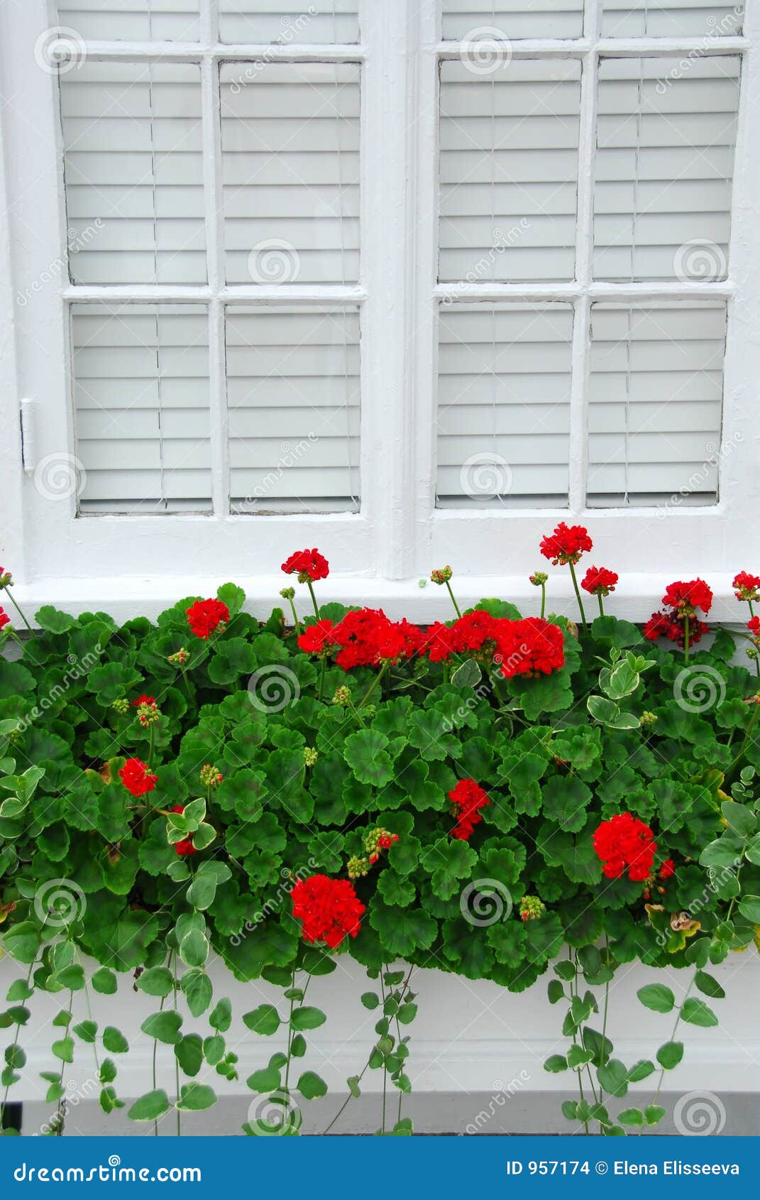 Geraniums on window stock photo. Image of plants, plant - 957174