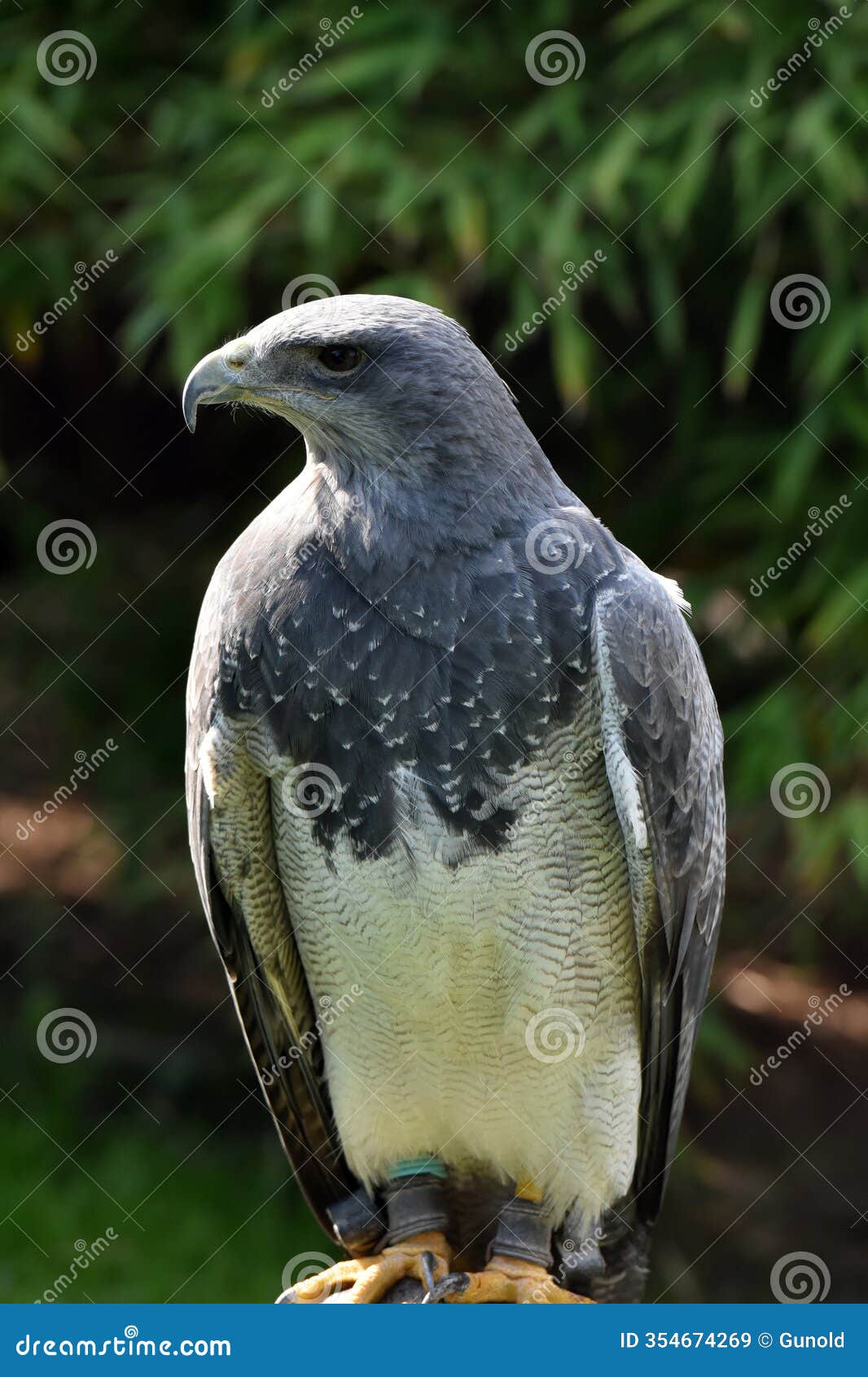 Black Chested Snake Eagle Circaetus Pectoralis 13868 Royalty-Free Stock ...