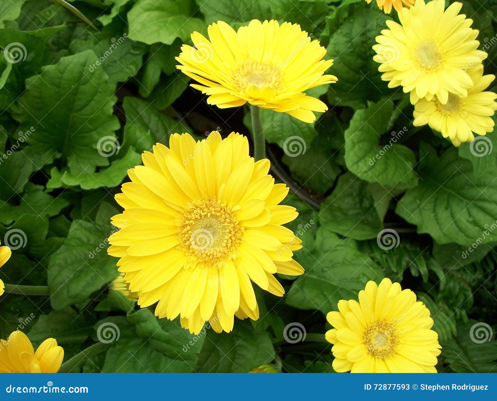 Gerba Daisy Stock Photos - Free & Royalty-Free Stock Photos from Dreamstime