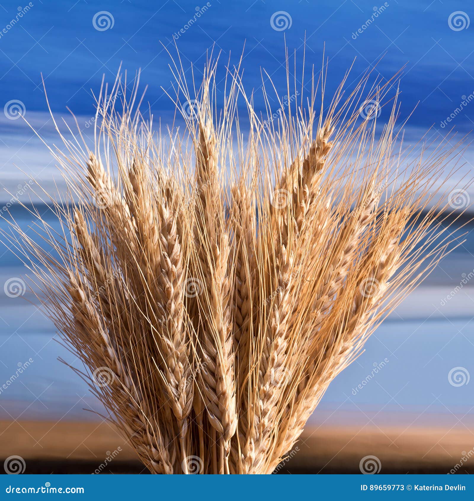 Gerbe d'orge image stock. Image du agricole, moisson - 89659773